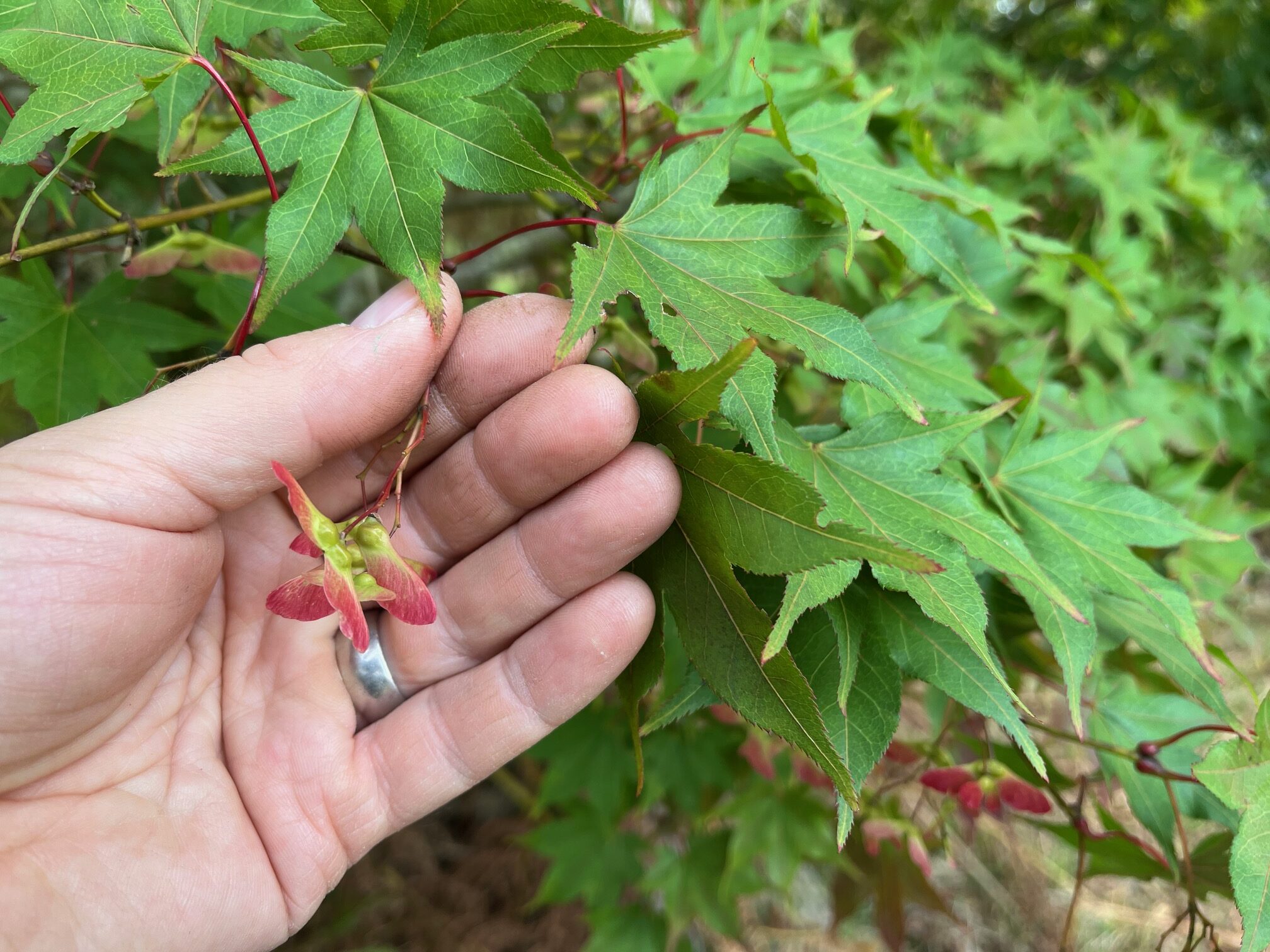 Seed Distribution - The Maple Society of Britain & Ireland